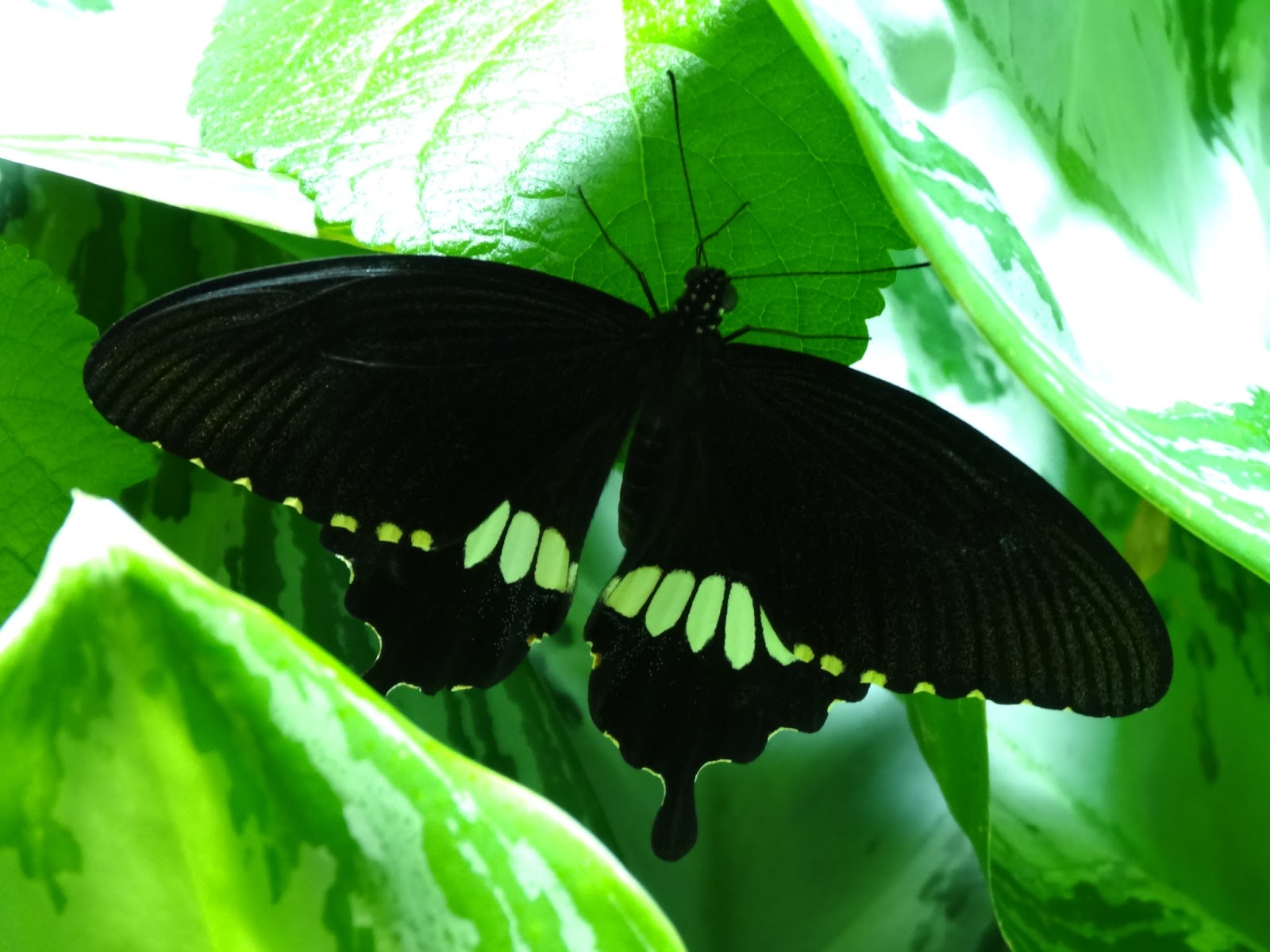 In Focus – Attacus Atlas Moth – Everything you need to know about zoos ...
