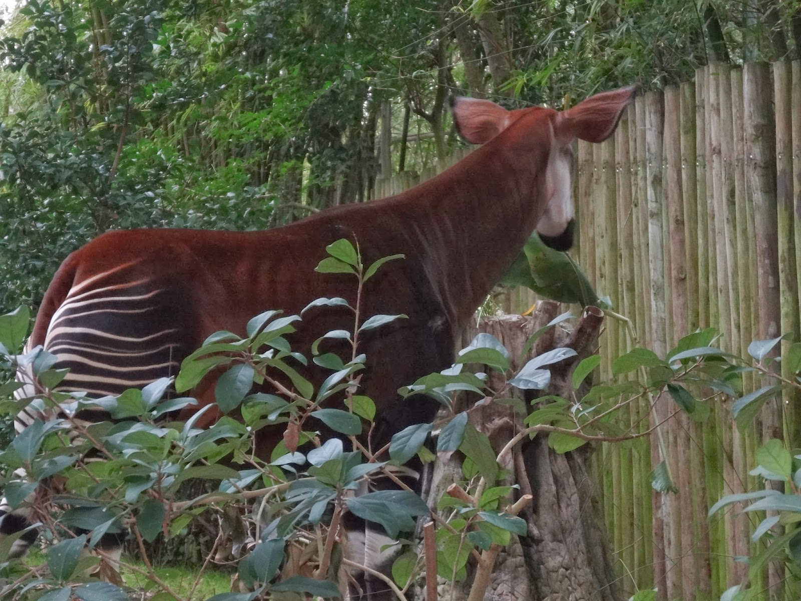 In Focus – Okapi – Everything you need to know about zoos and wildlife ...