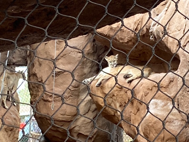 Phoenix Zoo – Arizona – Everything you need to know about zoos and ...