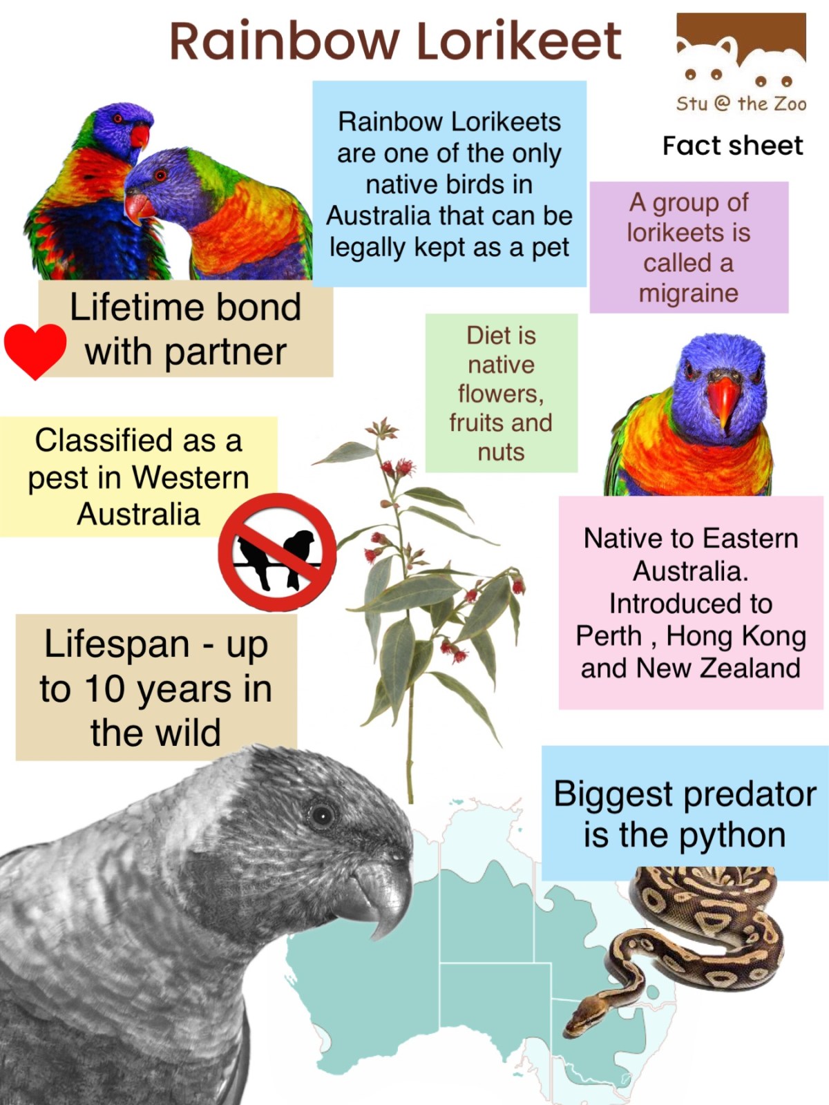 Glance and Learn – animal fact sheets – Everything you need to know ...