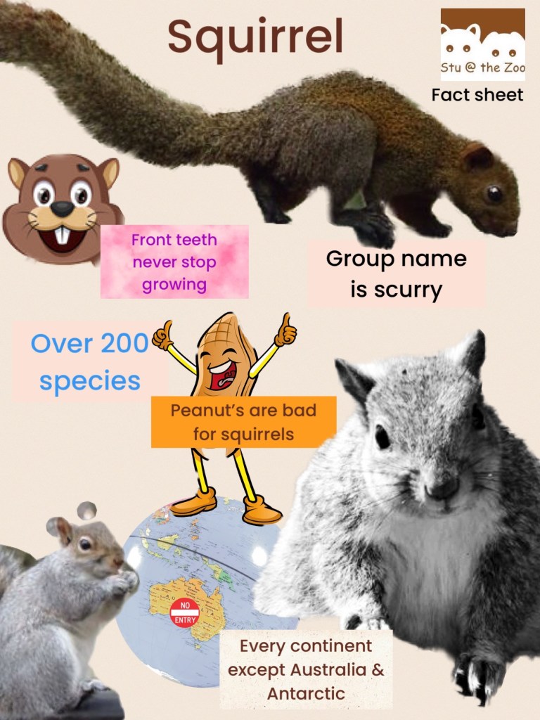 Glance and Learn – animal fact sheets – Everything you need to know ...